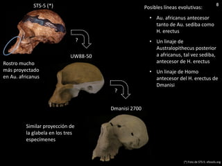 Australopithecus sediba | PDF