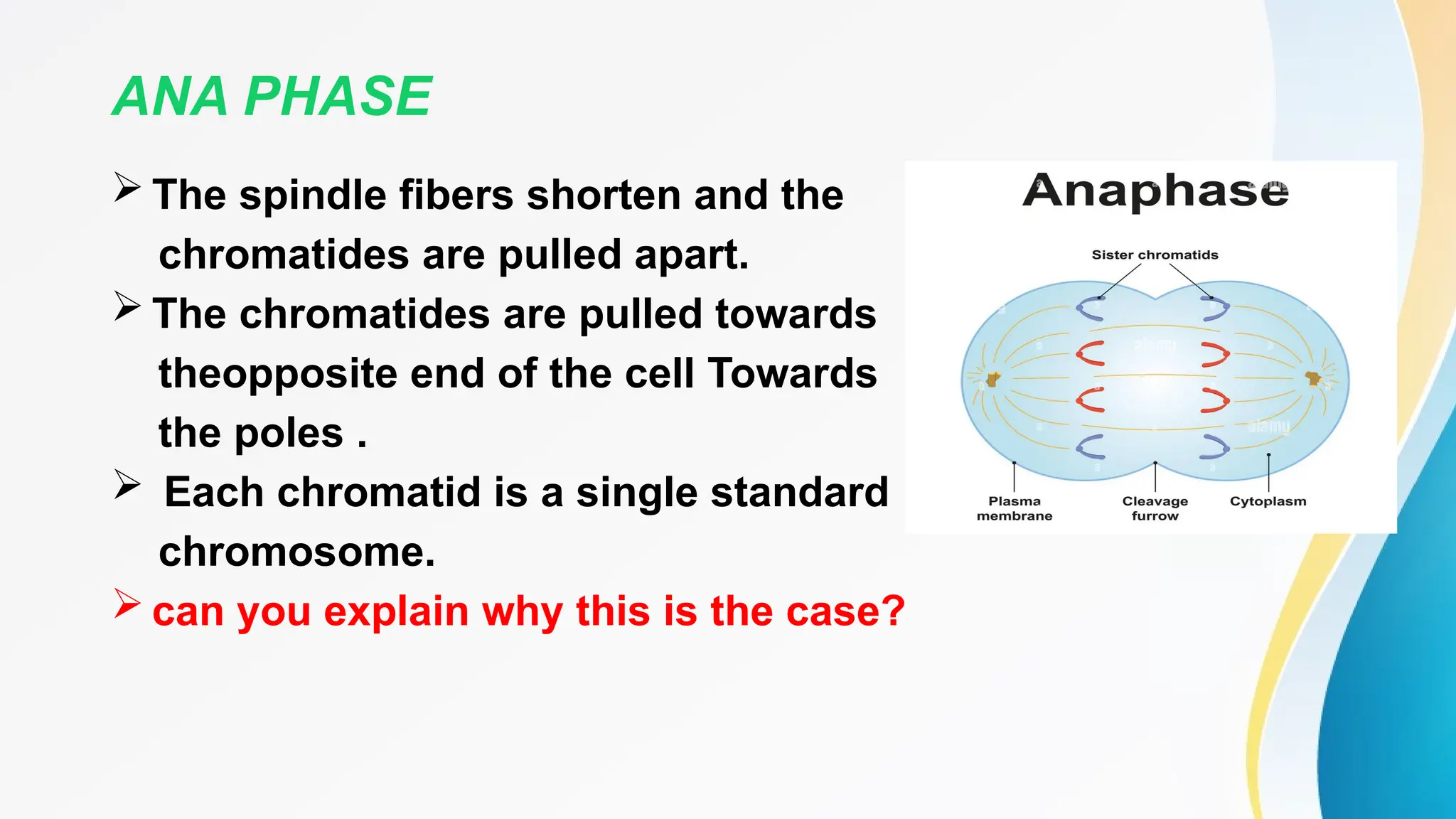 AU-MITOSIS AND ITS SIGNIFICANCE-ANAND(5).pptx