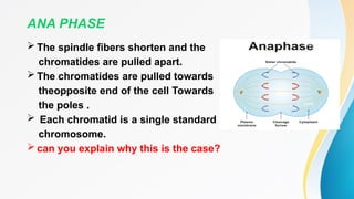 AU-MITOSIS AND ITS SIGNIFICANCE-ANAND(5).pptx