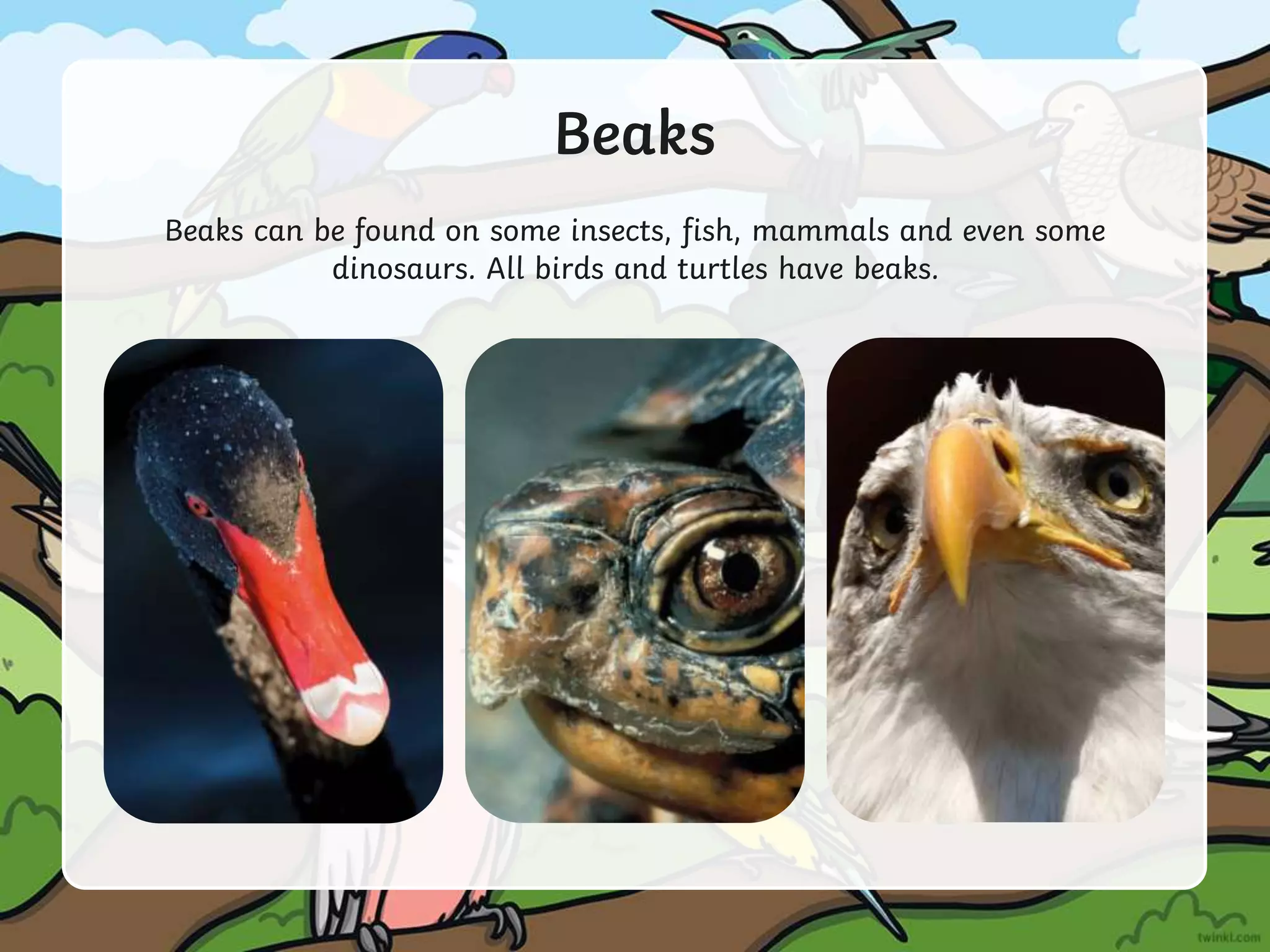au-sc-2161-bird-beak-adaptation-powerpoint-english_ver_1.ppt