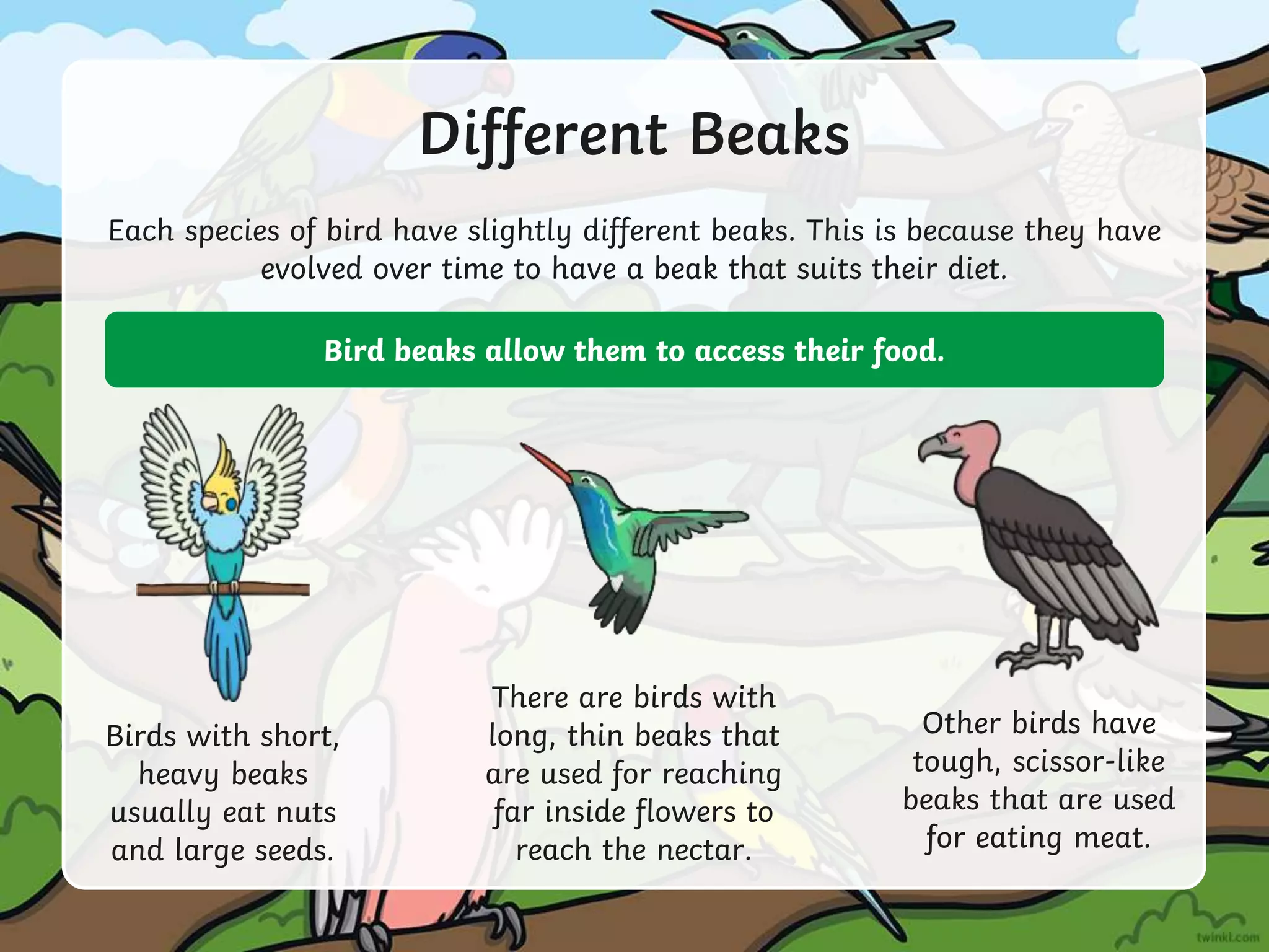 au-sc-2161-bird-beak-adaptation-powerpoint-english_ver_1.ppt