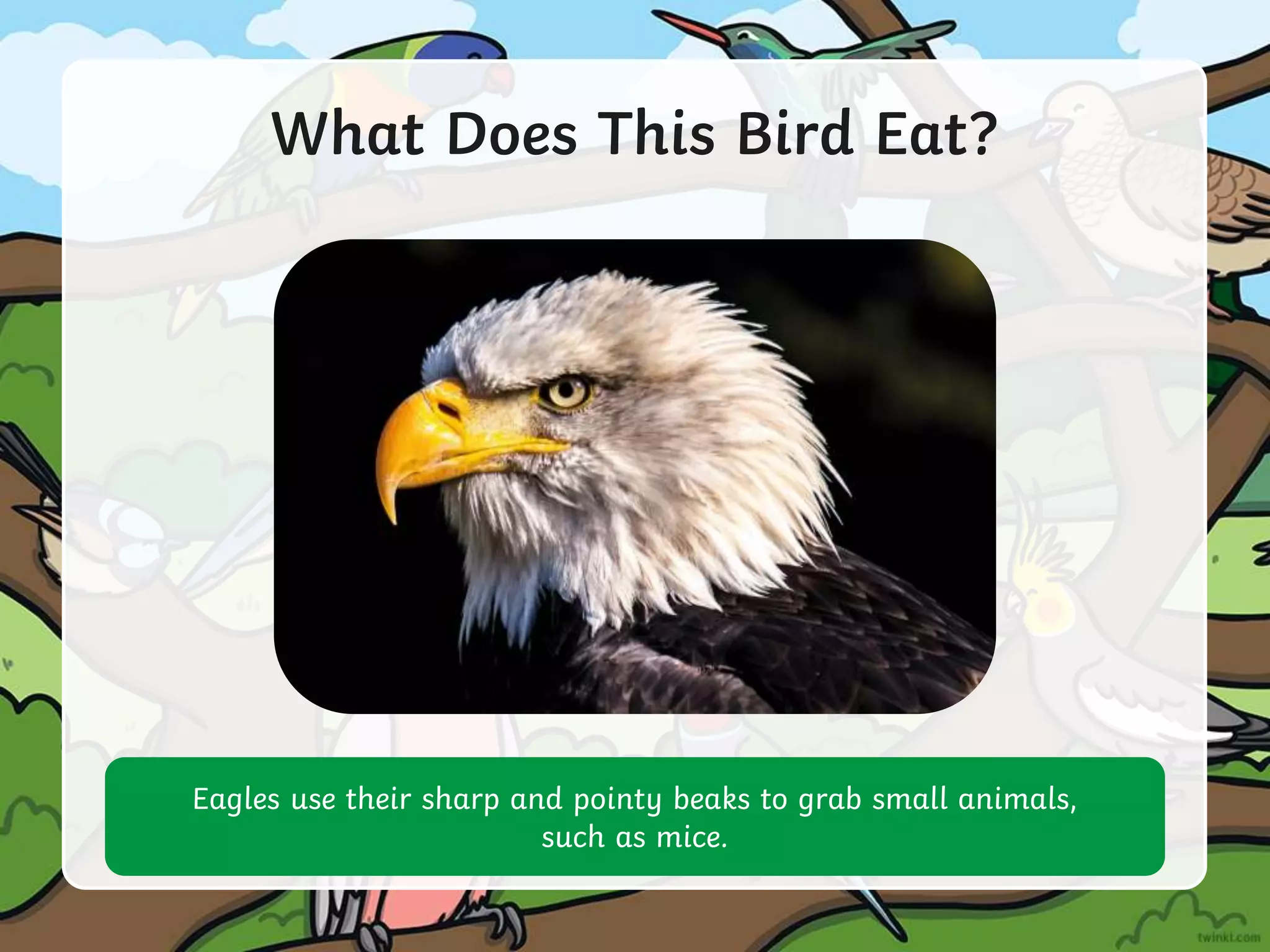 au-sc-2161-bird-beak-adaptation-powerpoint-english_ver_1.ppt