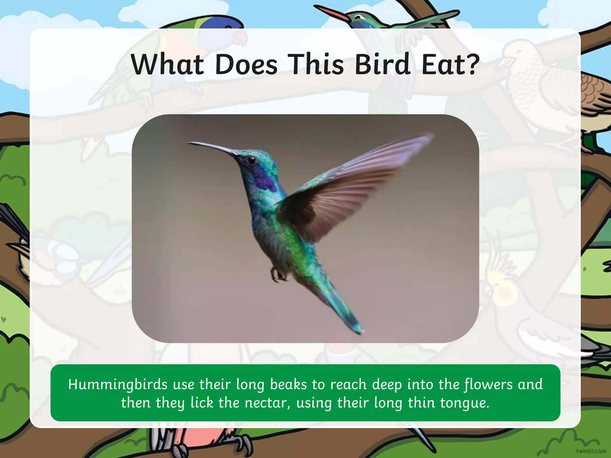 au-sc-2161-bird-beak-adaptation-powerpoint-english_ver_1.ppt