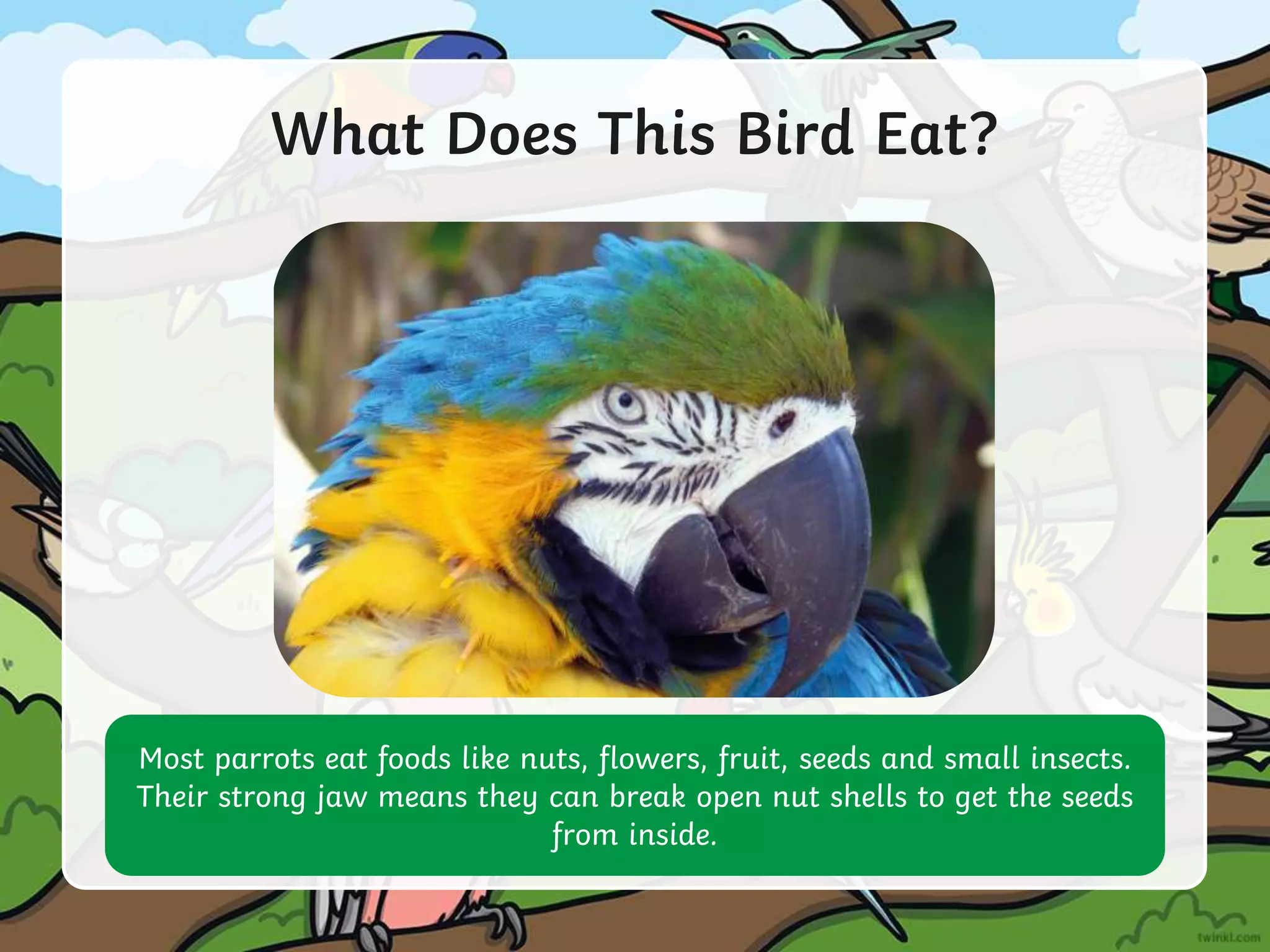 au-sc-2161-bird-beak-adaptation-powerpoint-english_ver_1.ppt