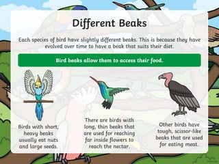 au-sc-2161-bird-beak-adaptation-powerpoint-english_ver_1.ppt