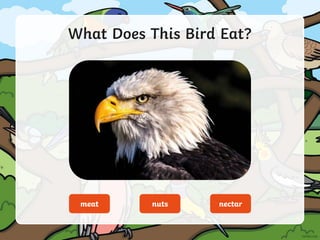 au-sc-2161-bird-beak-adaptation-powerpoint-english_ver_1.ppt