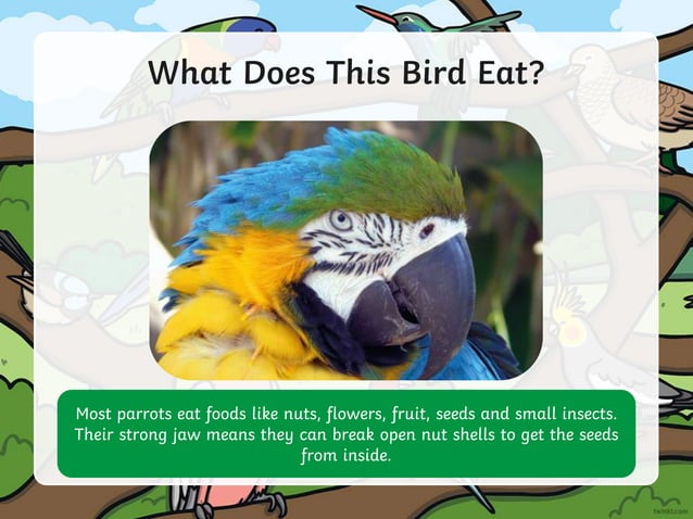 au-sc-2161-bird-beak-adaptation-powerpoint-english_ver_1.ppt