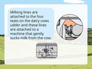 au-t-253156-where-does-milk-come-from-powerpoint_ver_1.ppt