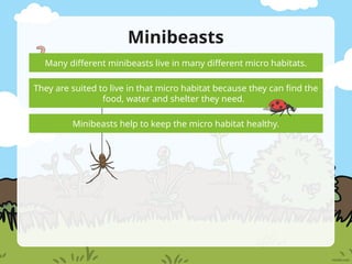 au-t-866-minibeasts-and-their-micro-habitats-powerpoint-_ver_2.pptx