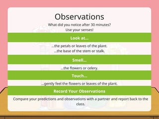 au-t2-s-1354-colourful-flowers-science-experiment-powerpoint-english ...