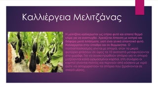 Μελιτζάνα | PPT