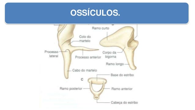 Diapositivo sobre Anatomofisiologia da Audição.