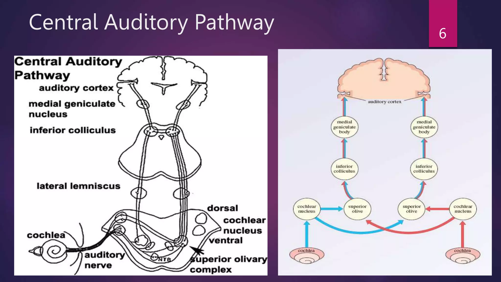 Audiology Processing Notes.pptx