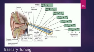 Audiology Processing Notes.pptx | Ear, Nose and Throat Conditions ...