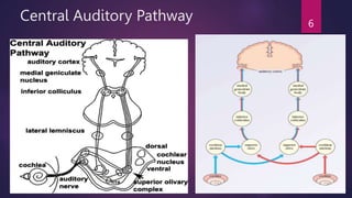 Audiology Processing Notes.pptx | Ear, Nose and Throat Conditions ...