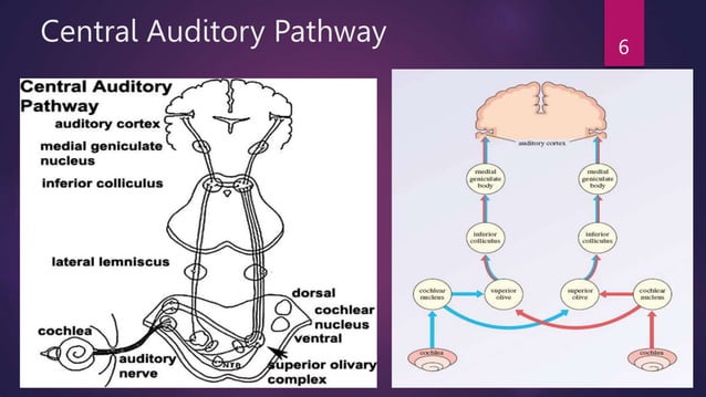 Audiology Processing Notes.pptx