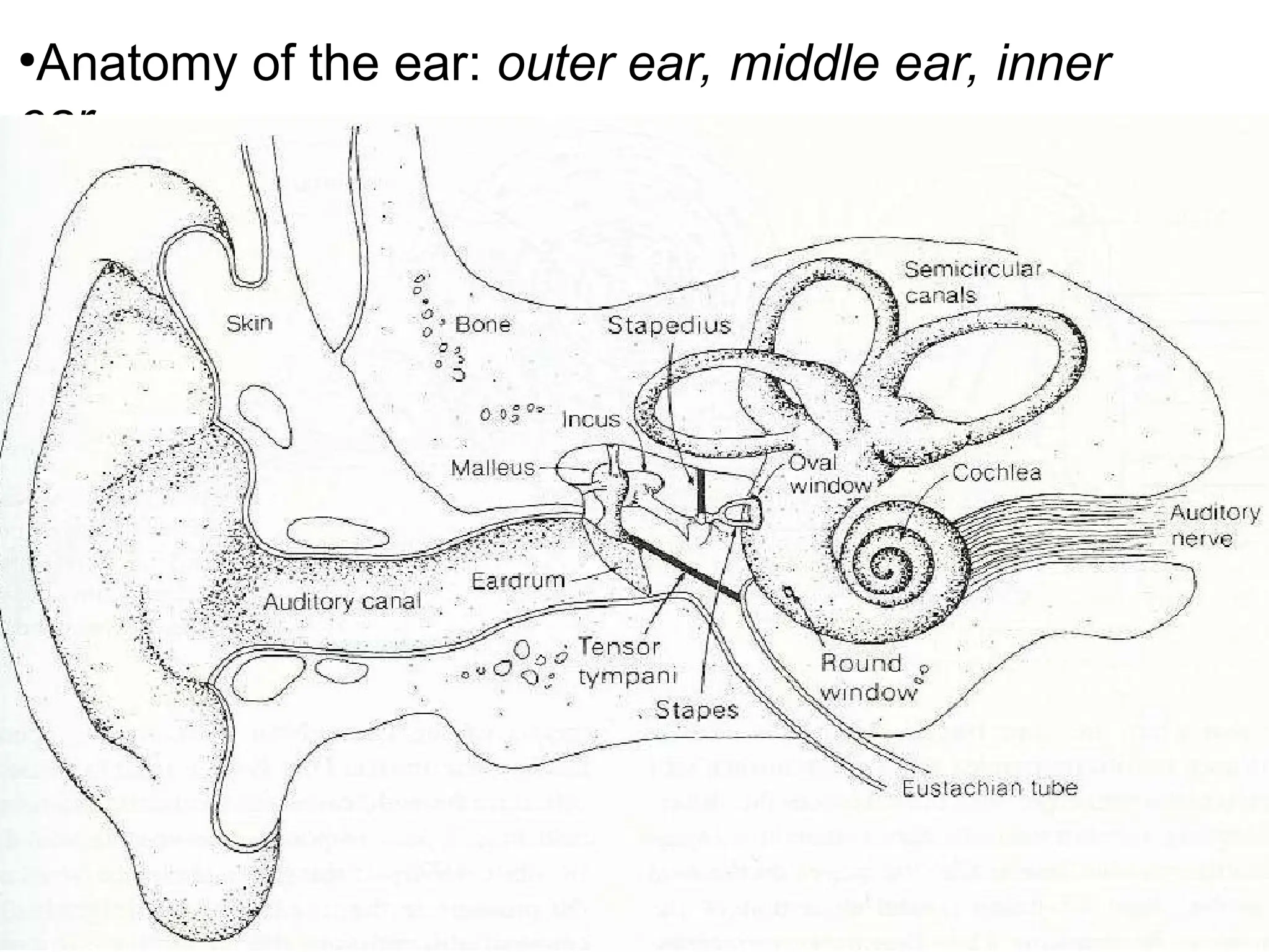 audition1.ppt visual activity in the eye | PPT