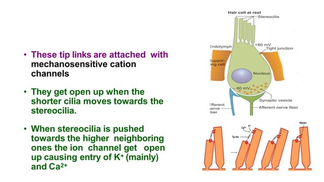 AUDITION auditory pathway endococlear potential | PDF | Digital Audio ...