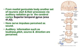 AUDITION auditory pathway endococlear potential | PDF