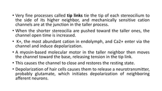AUDITION auditory pathway endococlear potential | PDF