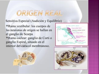 NERVIO VESTIBULOCOCLEAR ( VII PARA CRANEAL) | PPT