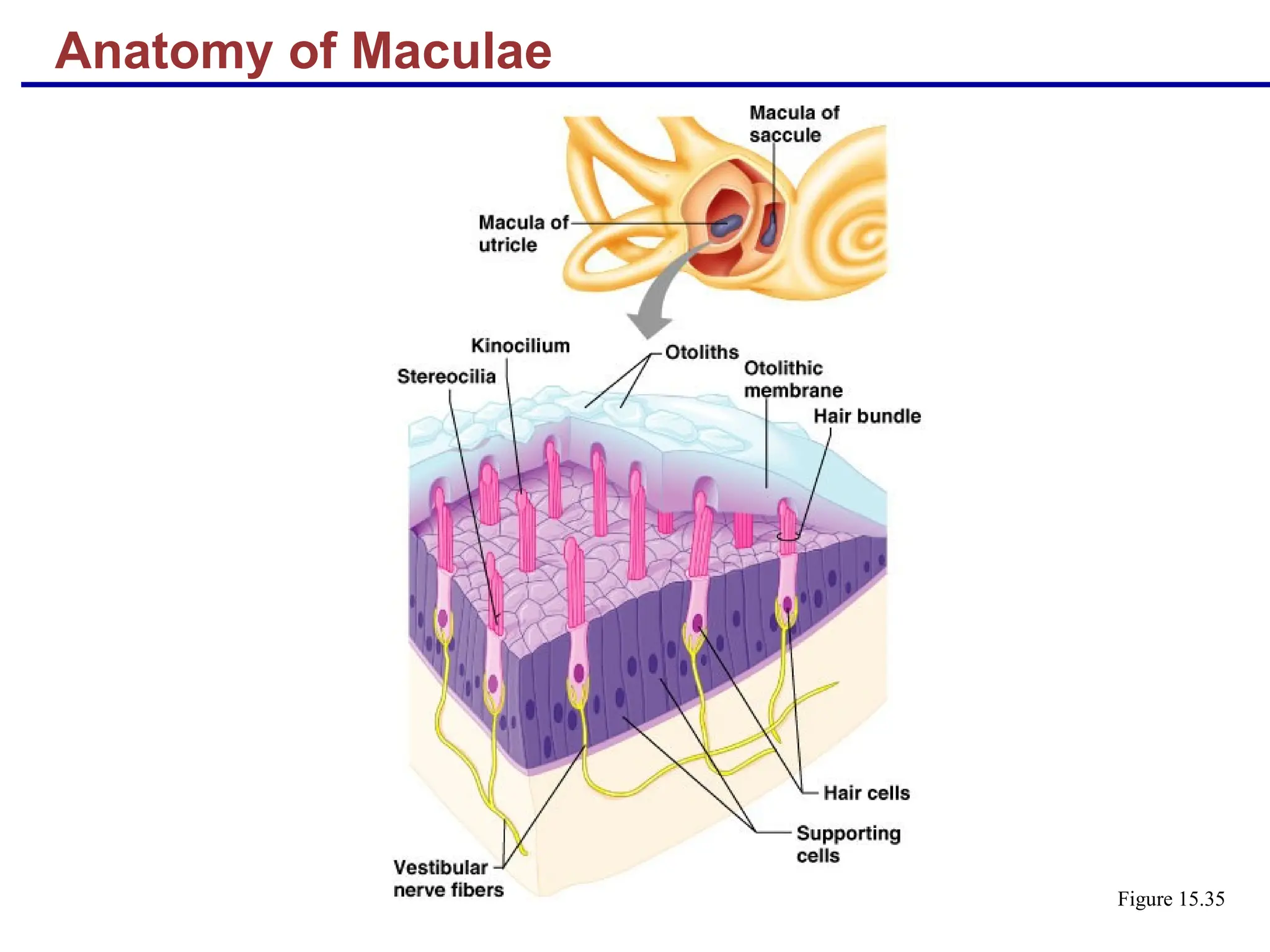 AUDITORY ear pathway special senses-2.ppt