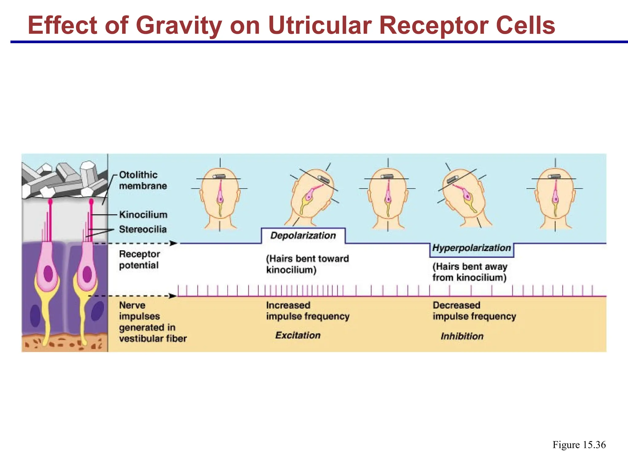 AUDITORY ear pathway special senses-2.ppt