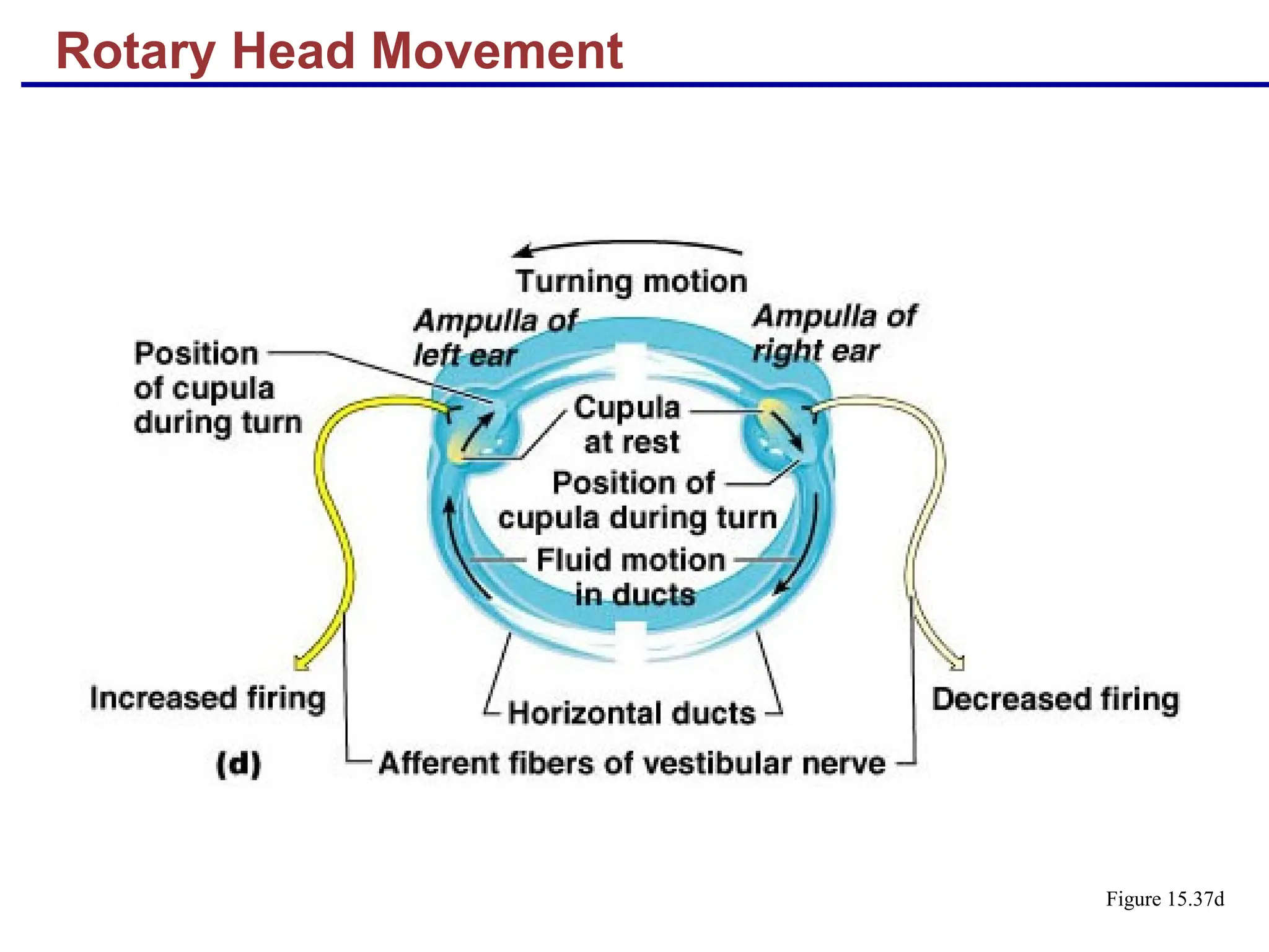 AUDITORY ear pathway special senses-2.ppt