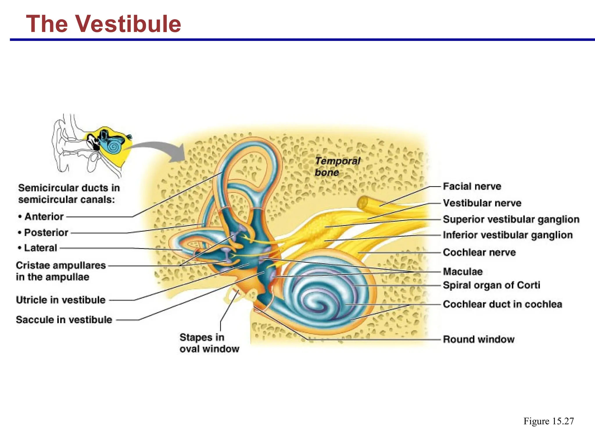 AUDITORY ear pathway special senses-2.ppt