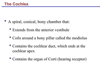 AUDITORY ear pathway special senses-2.ppt