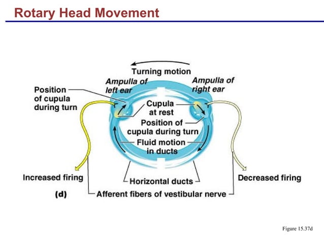 AUDITORY ear pathway special senses-2.ppt