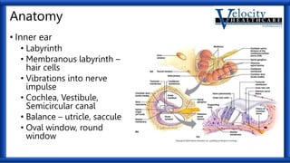 Auditory-System.pptx