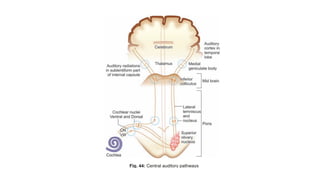 Auditory Brainstem Implant Presentations | PPTX