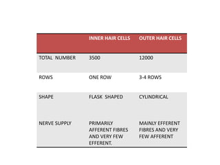 Auditory hair cells | PPT
