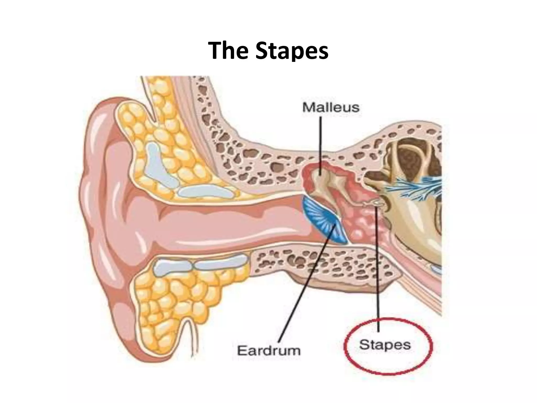 Auditory ossicles presentation | PPTX