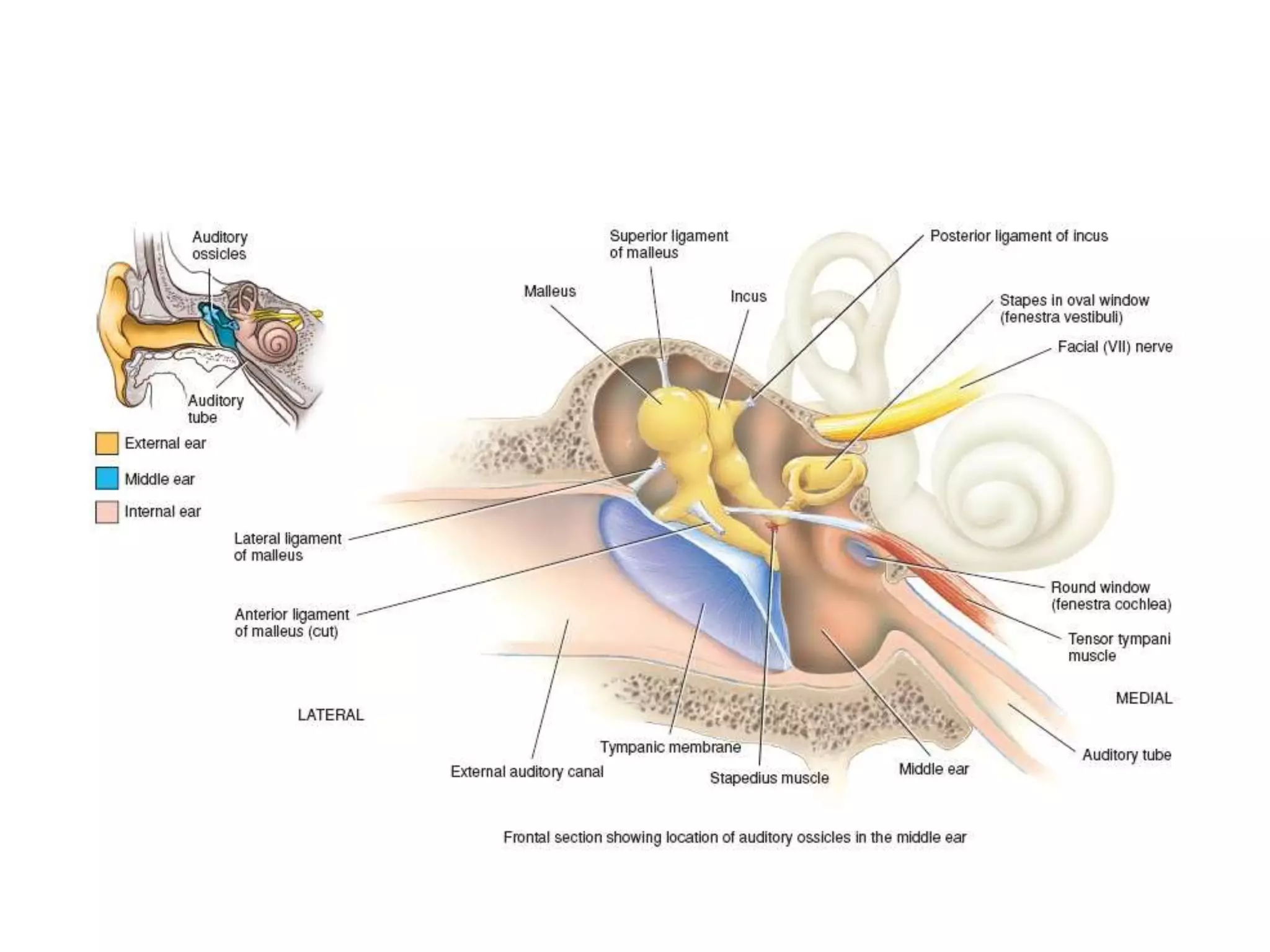 Auditory ossicles presentation | PPTX