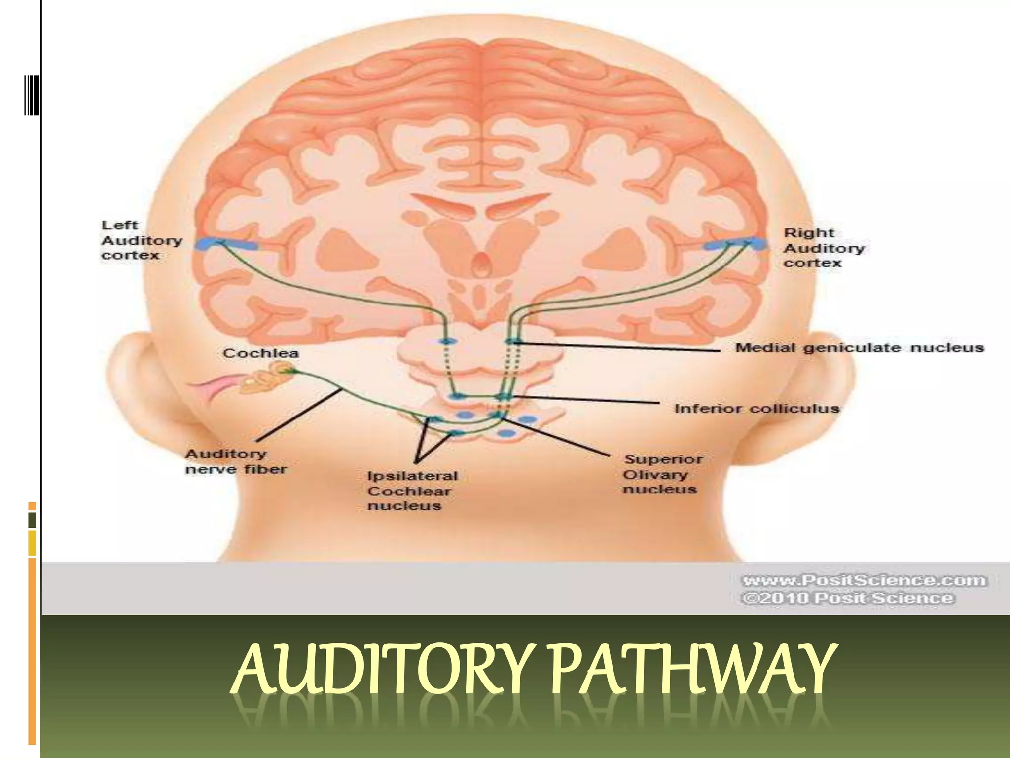 Auditory pathway | PPTX