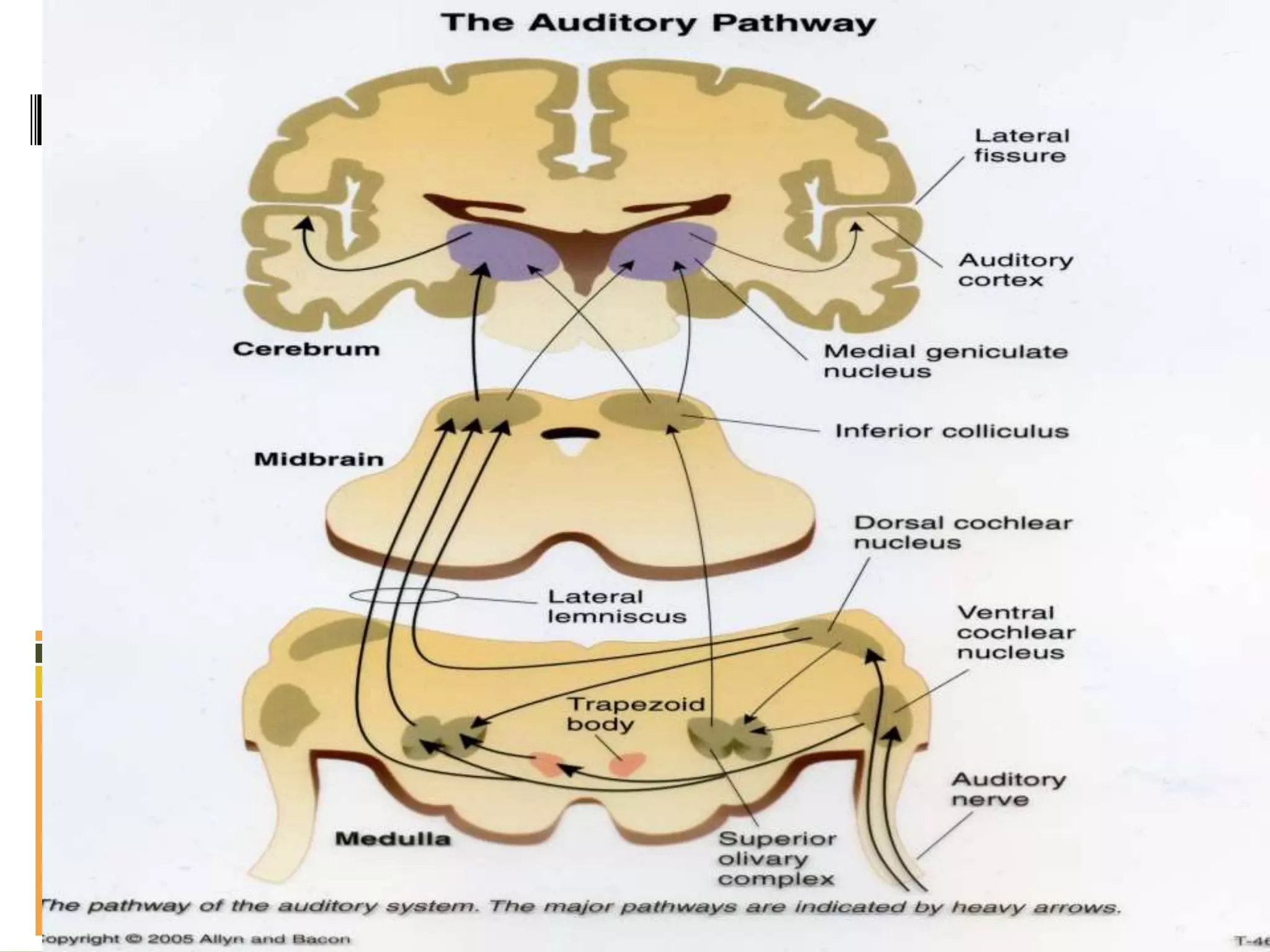 Auditory pathway | PPTX
