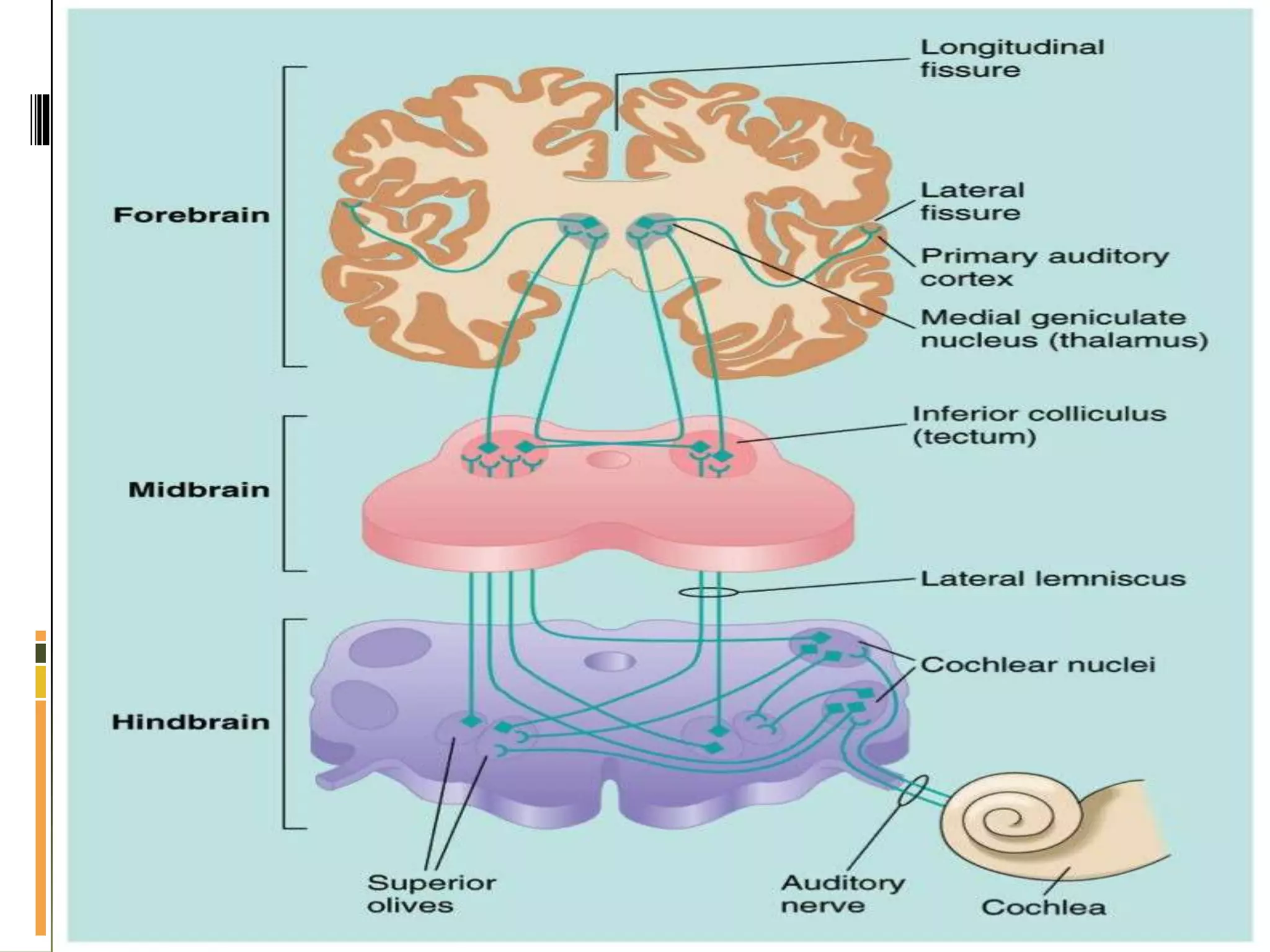 Auditory pathway | PPTX