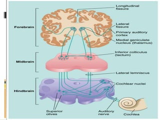 Auditory Pathway Flowchart