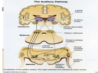 Auditory Pathway Steps