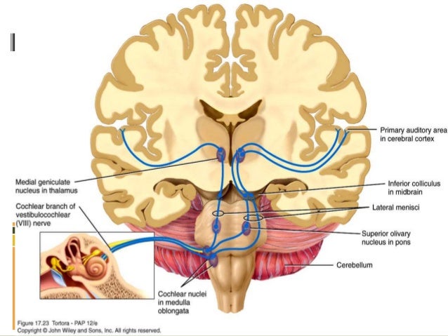 The Auditory Pathway Structures Of The Ear Auditory