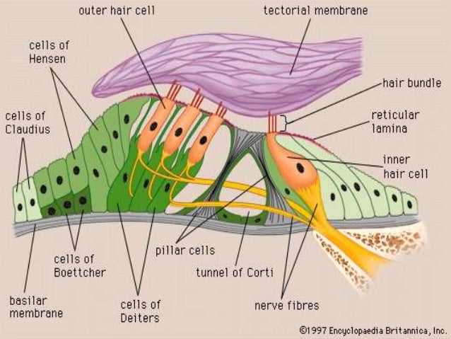 Auditory pathway