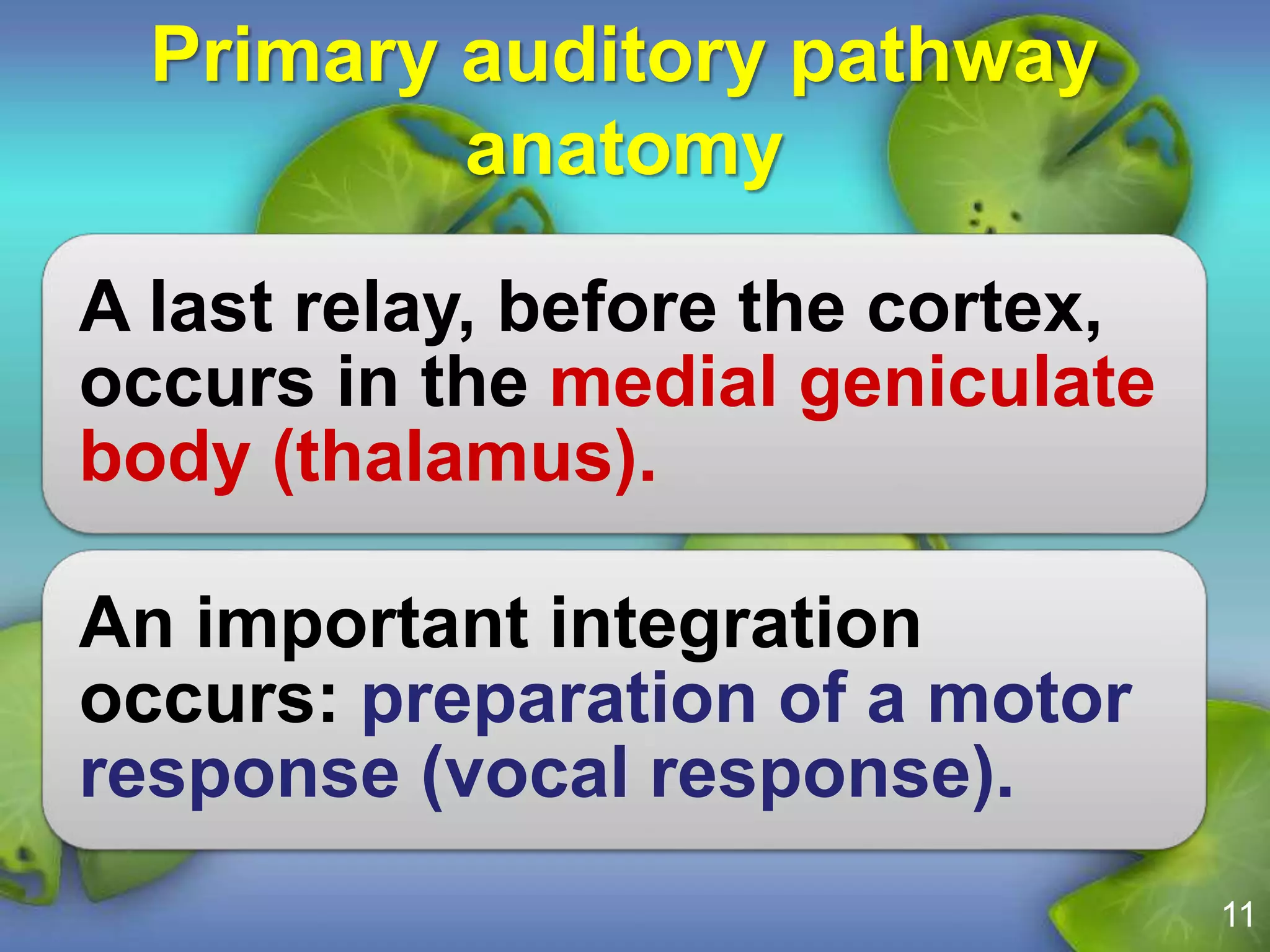 Auditory pathway | PPSX