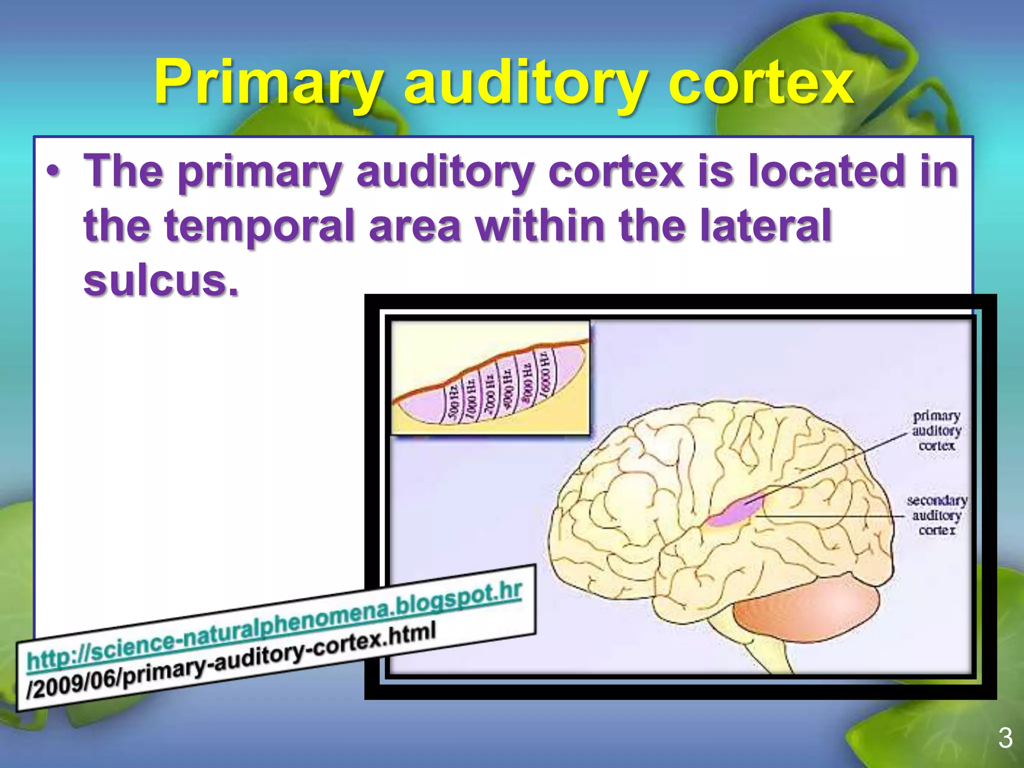Auditory pathway | PPSX