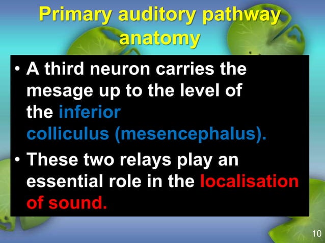 Auditory pathway | PPSX