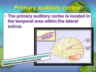 Auditory pathway | PPSX