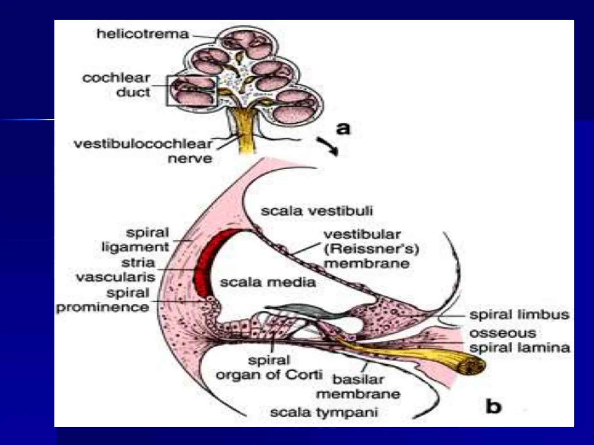 AUDITORY PATHWAY anatomy and physiologys | PPT