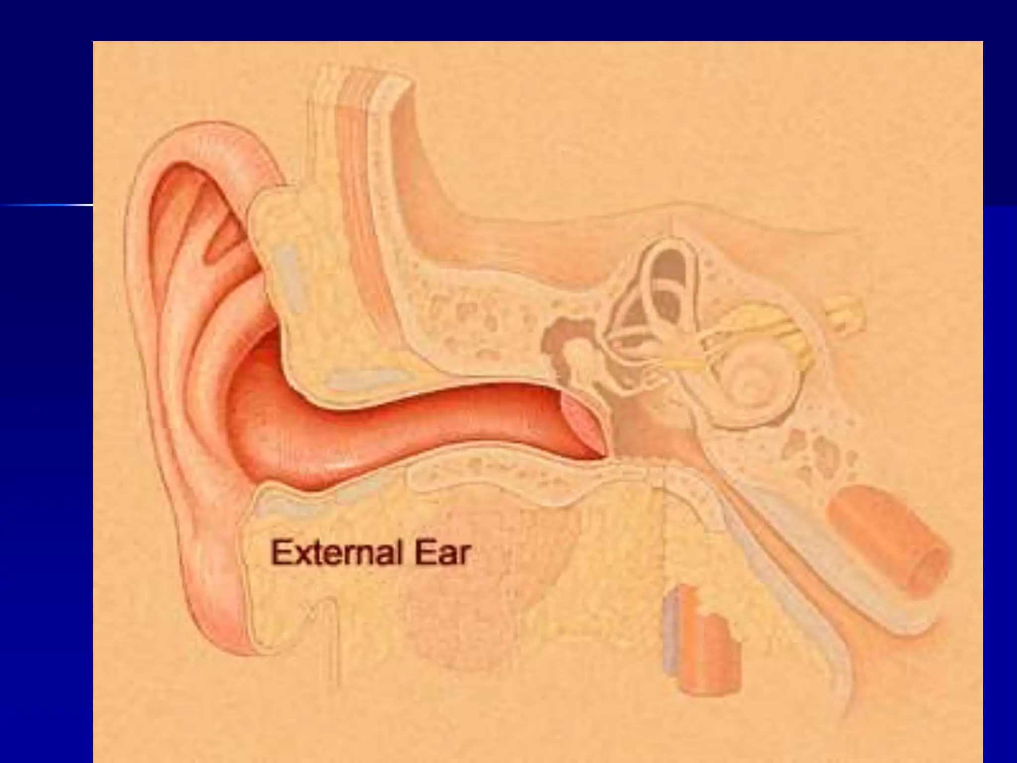 AUDITORY PATHWAY anatomy and physiologys | PPT