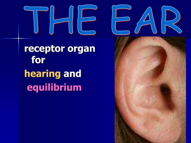 AUDITORY PATHWAY anatomy and physiologys | PPT